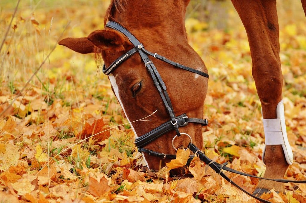 Equipement cheval | Les incontournables et les cas particuliers